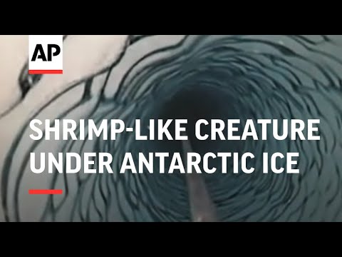 Scientist Spot Creature in Borehole inside Ice Shelf [Video] – TechAcute