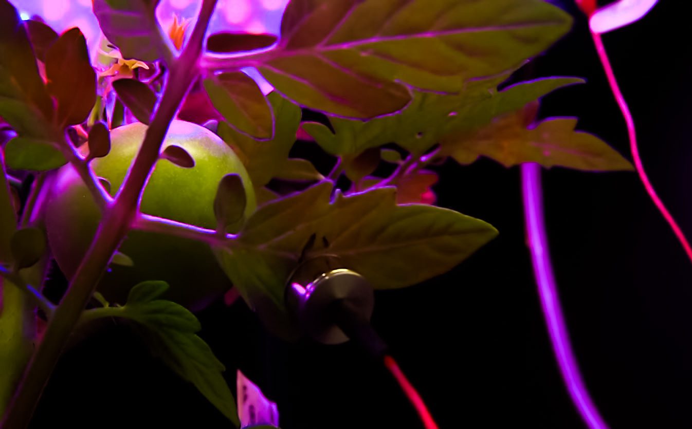 Geeky Sensors Decode Messages Plants Send Each Other – TechAcute