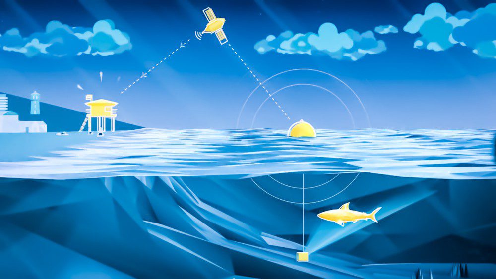 Clever Buoy to Protect You from Shark Attacks – TechAcute