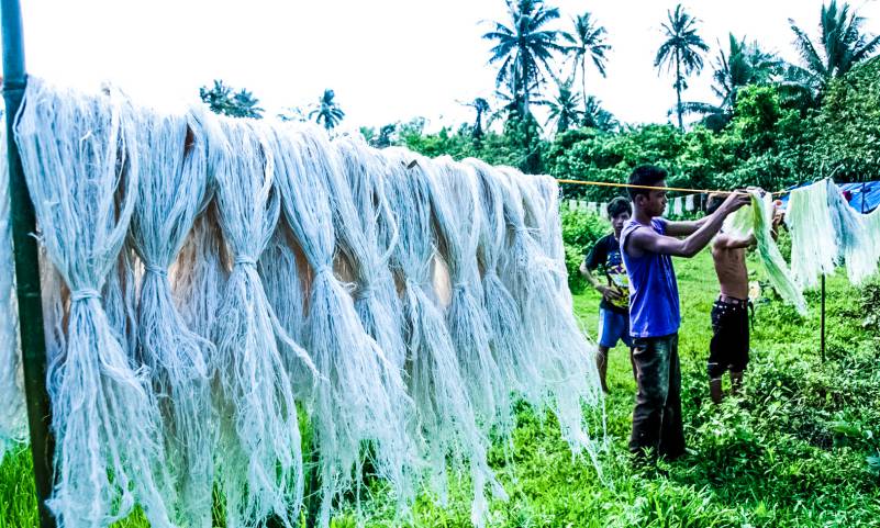 Piñatex: Pineapples Turn into Vegan Leather – TechAcute