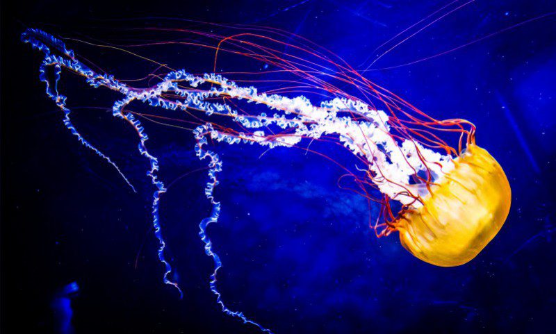 How Deep Is the Ocean and What Is in the Deep Sea? [Video] – TechAcute