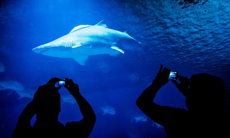 Create Cool Cinemagraphs in Seconds with Loopsie App – TechAcute