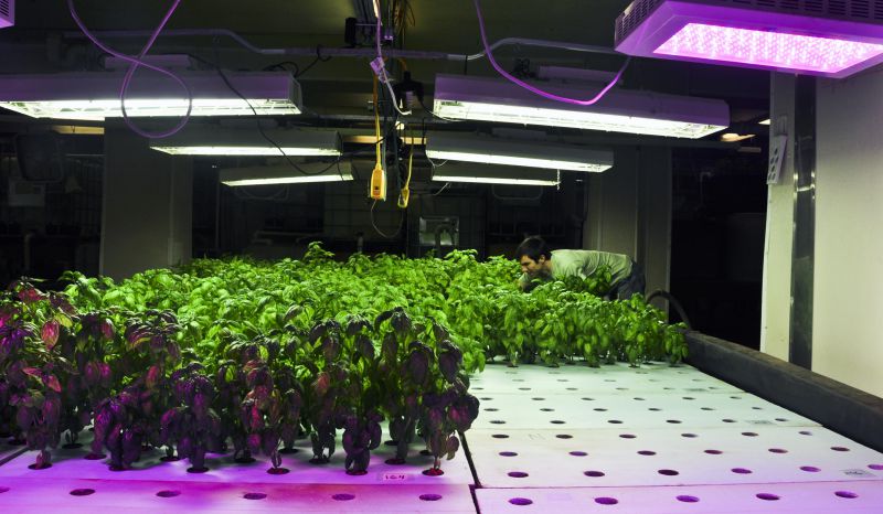 What Is Vertical Farming? - TechAcute