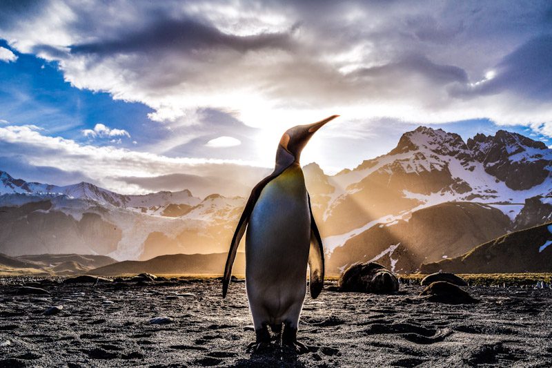 Gramener Uses AI For Counting Penguins To Study and Save Them – TechAcute