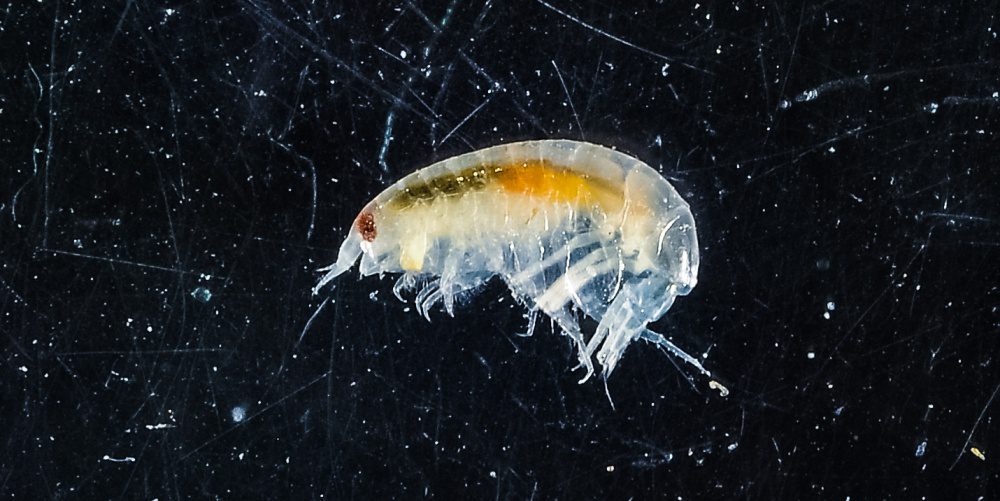 Scientist Spot Creature in Borehole inside Ice Shelf [Video] – TechAcute