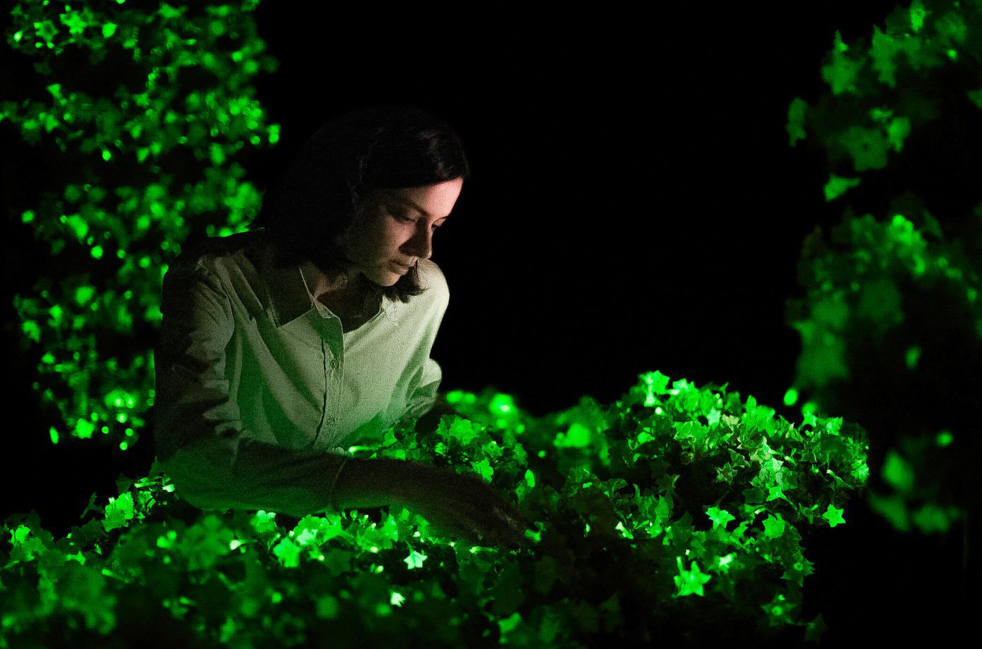 Firefly Petunia: The Glowing Plant to Make Your Home Brighter – TechAcute