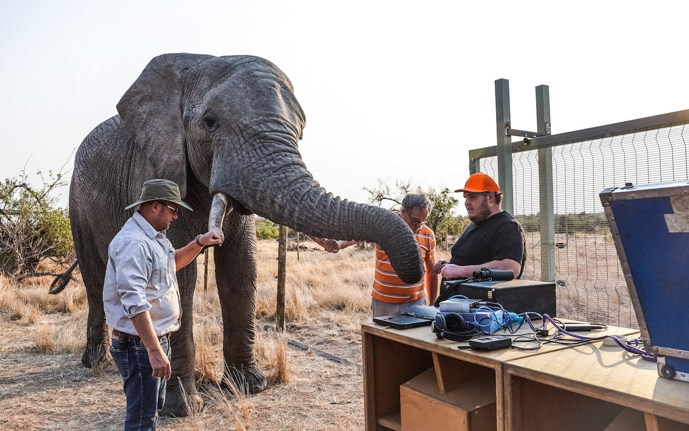Using Sound and AI to Solve Elephant Overpopulation – TechAcute